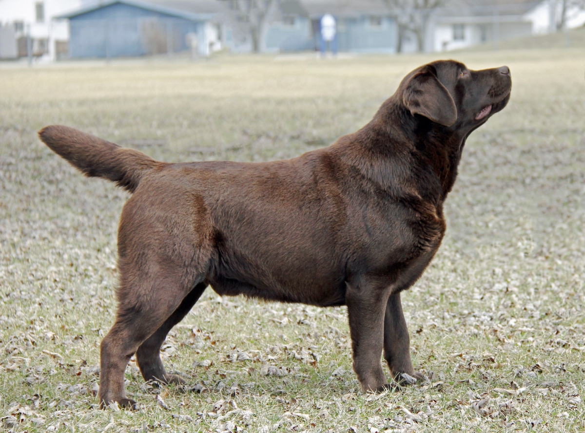Retired - Epoch Labradors