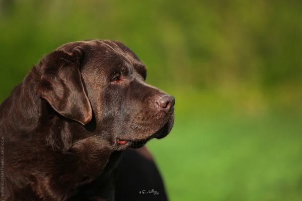 BISS GCHS Epoch's Moccasin Joe (Grizz) - Epoch Labradors